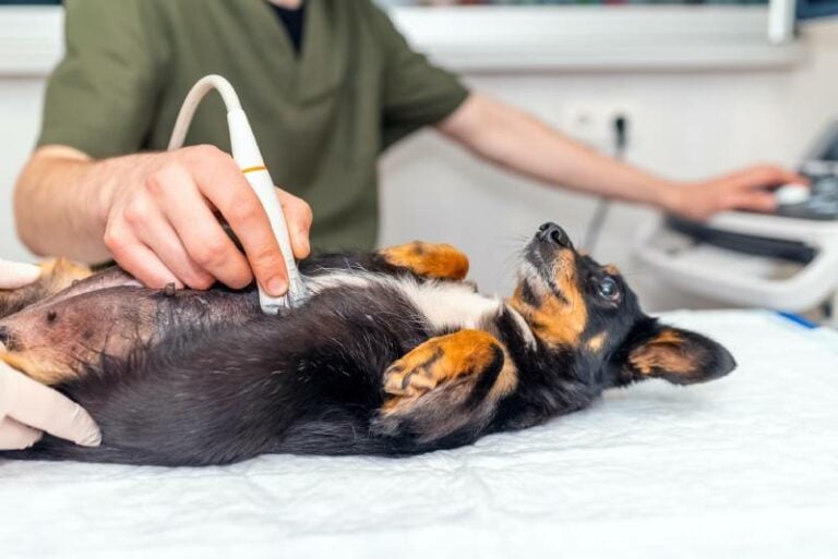 Preventive Care for Dogs: A Vet-Approved Healthcare Guide | Hepper Pet ...