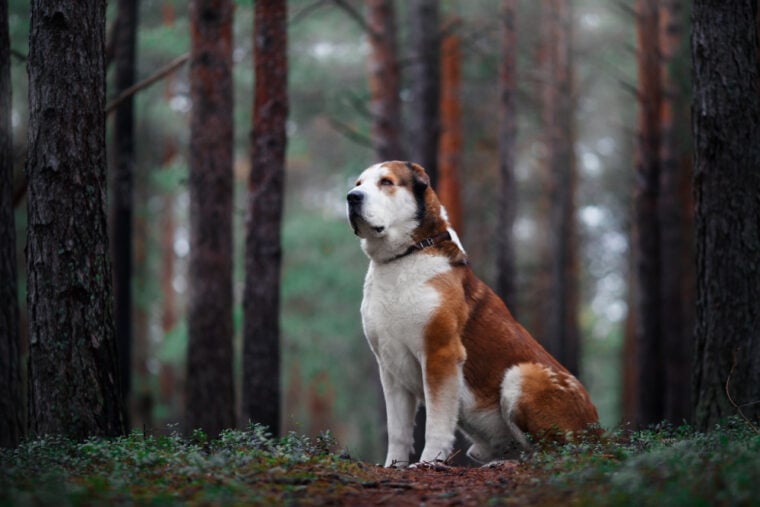 20 Dog Photography Ideas To Inspire Your Next Photoshoot | Hepper Pet ...