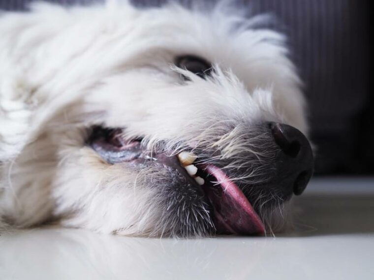 Why Do Dogs Stick Their Tongue Out? 8 Vet-Approved Possible Reasons ...
