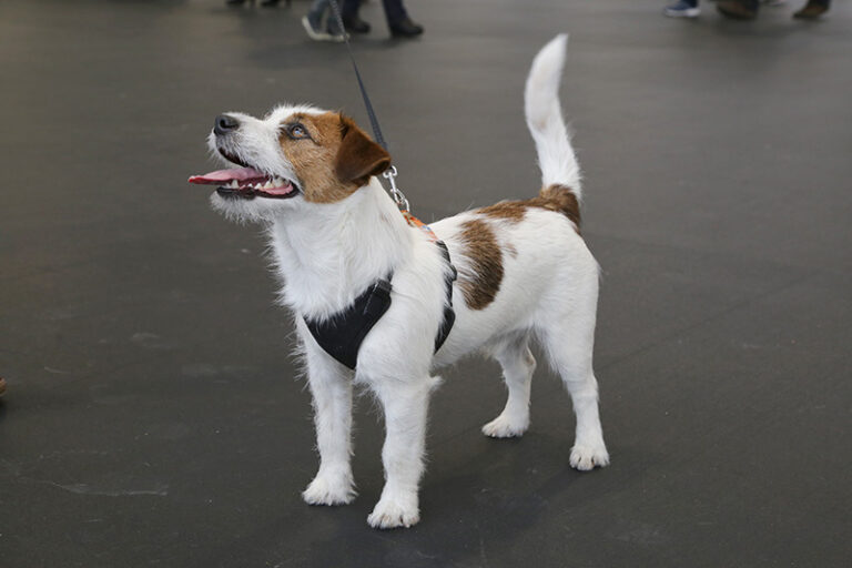 Wire Hair Jack Russell Terrier: Facts, History & Origin (With Pictures ...