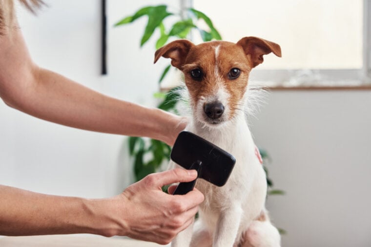 How to Groom a Jack Russell Terrier: Tips & Step-by-Step Guide | Hepper ...
