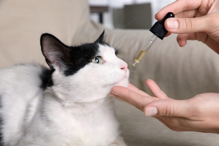 8 Best Cat Laxatives - 2026 Reviews & Top Picks | Hepper Pet Resources