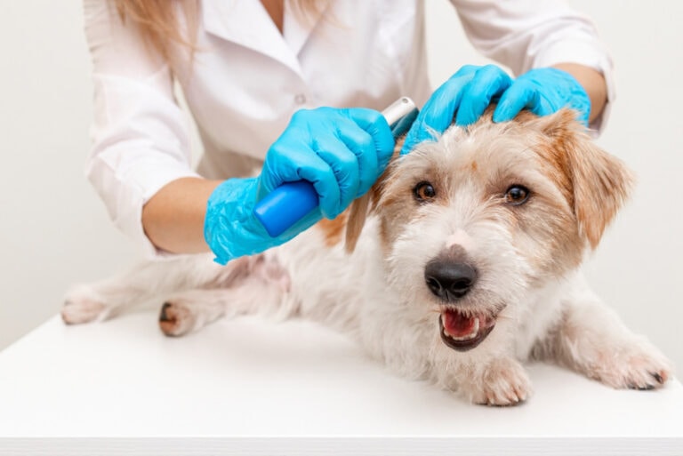 How to Groom a Jack Russell Terrier: Tips & Step-by-Step Guide | Hepper ...
