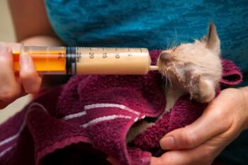 How to Syringe Feed a Kitten – 5 Vet Approved Tips | Hepper Pet Resources