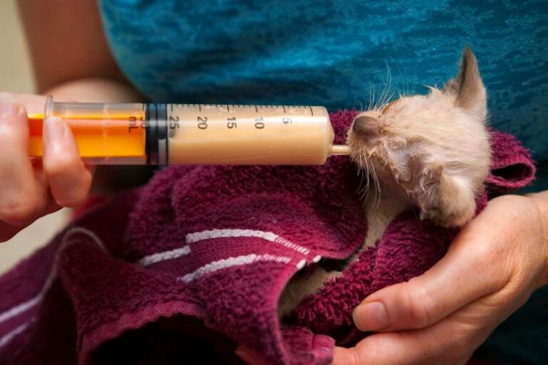 How to Syringe Feed a Kitten – 5 Vet Approved Tips | Hepper Pet Resources