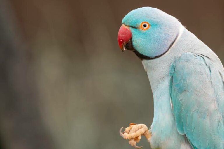 17 Vet-Approved Parakeet Facts | Hepper Pet Resources