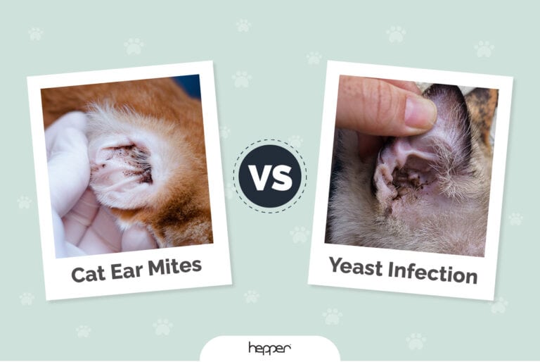 Cat Ear Mites vs Yeast Infection: Visual Differences (Vet-Approved ...