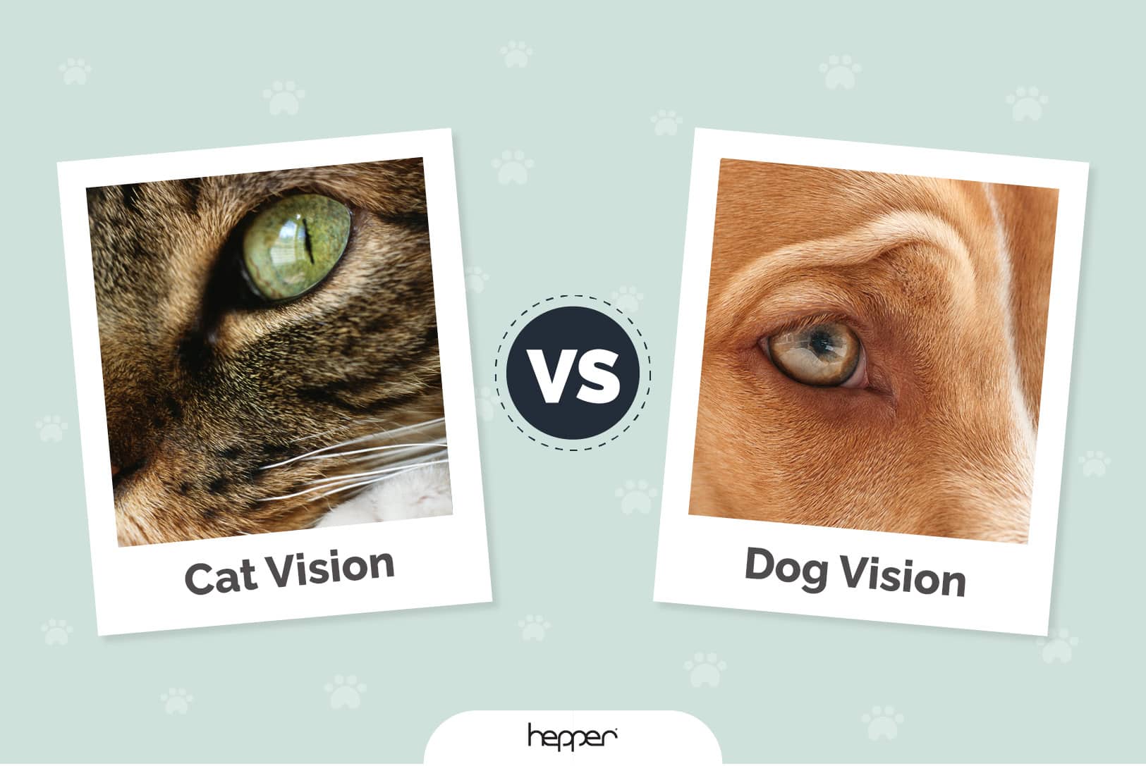 Cat Vision vs Human Vision: Comparisons & FAQ (With Infographic ...