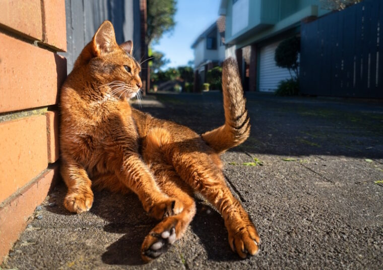 Cat Tail Language: Vet-Approved Guide to What Your Cat Is Telling You ...