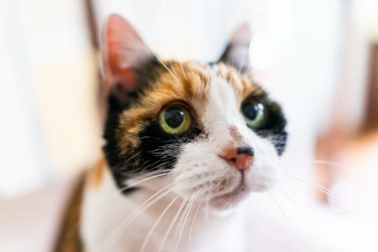 Cat Acne: Causes, Signs & Care Guide (Vet Answer) | Hepper Pet Resources