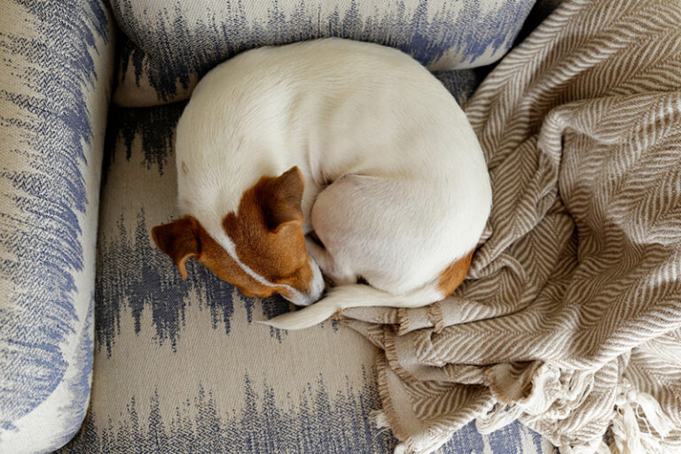 Why Do Dogs Curl Up? 7 Common Reasons | Hepper Pet Resources