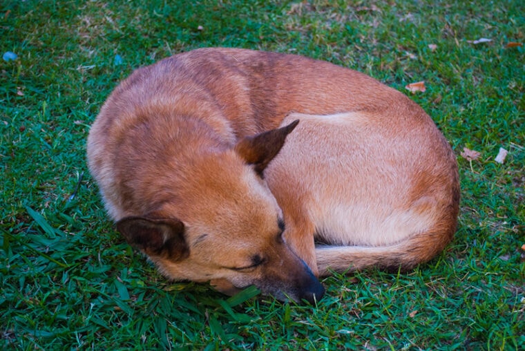 Why Do Dogs Curl Up? 7 Common Reasons | Hepper Pet Resources