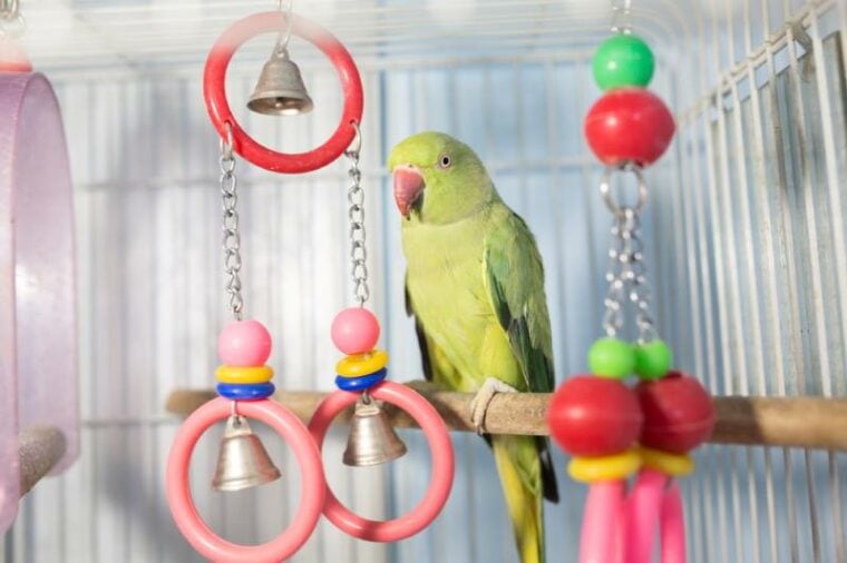 Can Parrots Lay Eggs Without Mating? Health Facts & FAQ | Hepper Pet ...