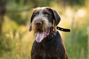 German Wirehaired Pointer Vs Deutsch Drahthaar The Differences With