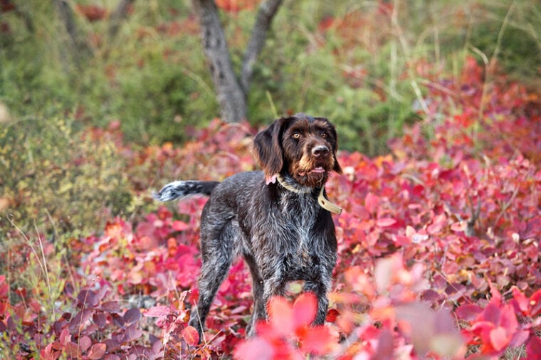 11 Best Duck Hunting Dog Breeds (With Info & Pictures) | Hepper Pet ...