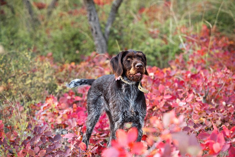 11 Best Duck Hunting Dog Breeds (With Info & Pictures) | Hepper Pet ...