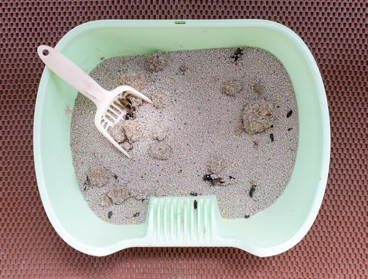 How to Introduce Your Cat to a New Litter Box: 6 Vet-Approved Tips ...