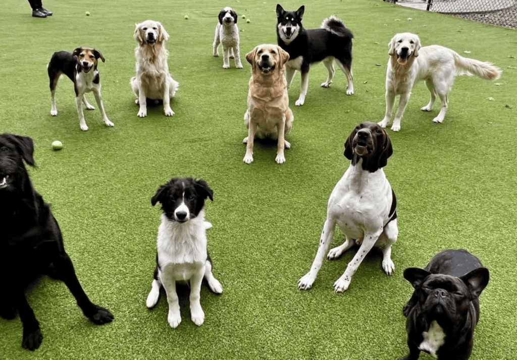 Indoor Dog Park in Grand Rapids, MI You Can Visit In 2026 | Hepper Pet ...