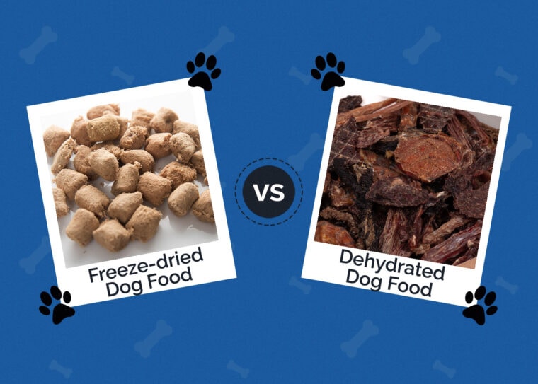 Raw vs. Cooked Dog Food: Vet-Reviewed Main Differences, Pros & Cons ...
