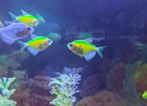 Great Tank Mates for Glofish Tetras: Pictures, Facts & Care Guide ...