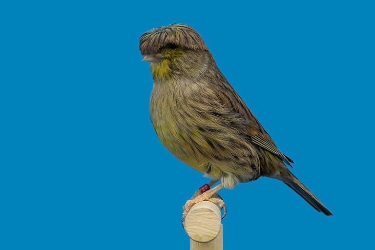 10 Low-Maintenance Pet Birds That Are Easy to Keep (With Pictures ...