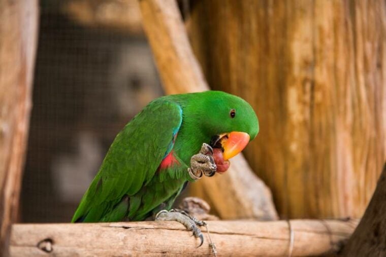 Can Parrots Eat Grapes? Vet Approved Nutrition Facts | Hepper Pet Resources