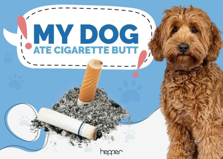 My Dog Ate a Cigarette Butt: Our Vet Recommends What to Do | Hepper Pet ...