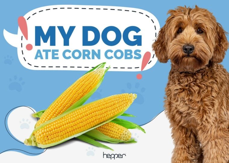 My Dog Ate Corn Cobs! Our Vet Explains What to Do | Hepper Pet Resources