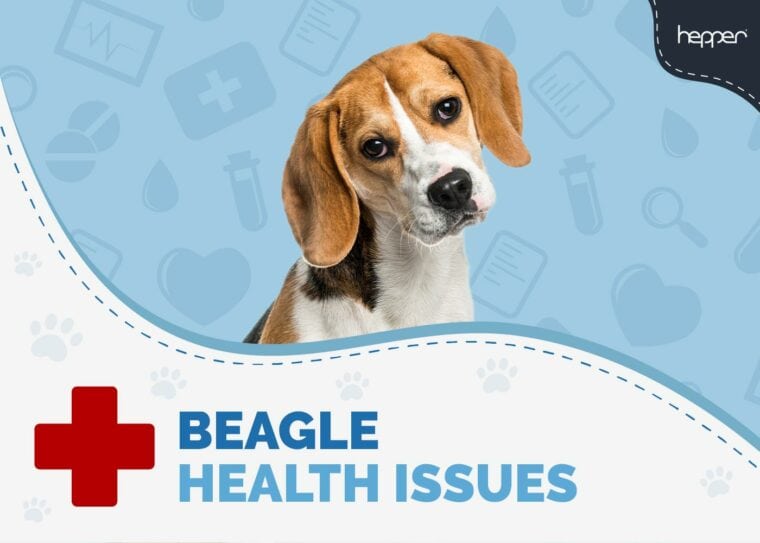 Beagle Health Issues: 5 Typical Concerns to Look Out For | Hepper Pet ...