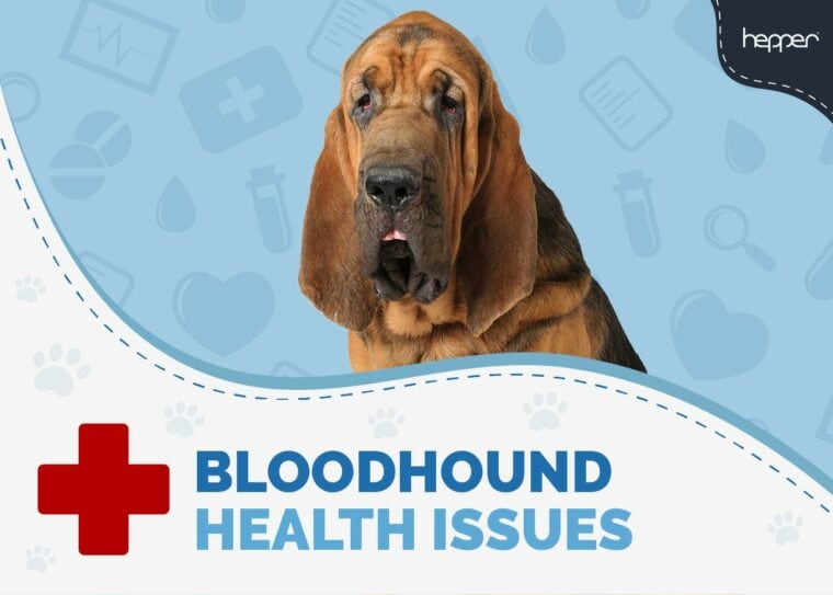 12 Surprising Bloodhound Facts (Vet Verified, With Pictures) | Hepper ...