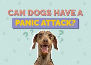 Can Dogs Have a Panic Attack? Vet Approved Signs & How to Help | Hepper ...