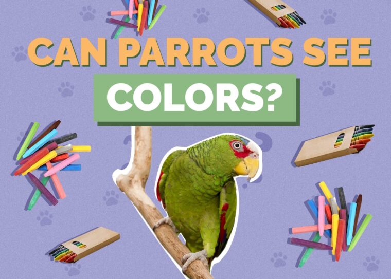 Why Are Parrots So Colorful? 3 Main Reasons & FAQ | Hepper Pet Resources