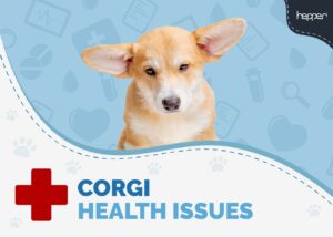 8 Common Corgi Health Problems - What to Consider When Choosing a ...