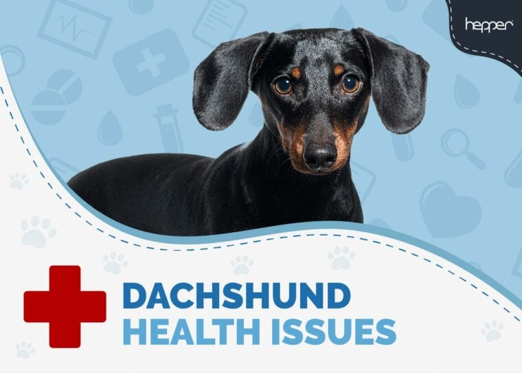 10 Common Dachshund Health Issues: Symptoms, Treatment & Prevention ...