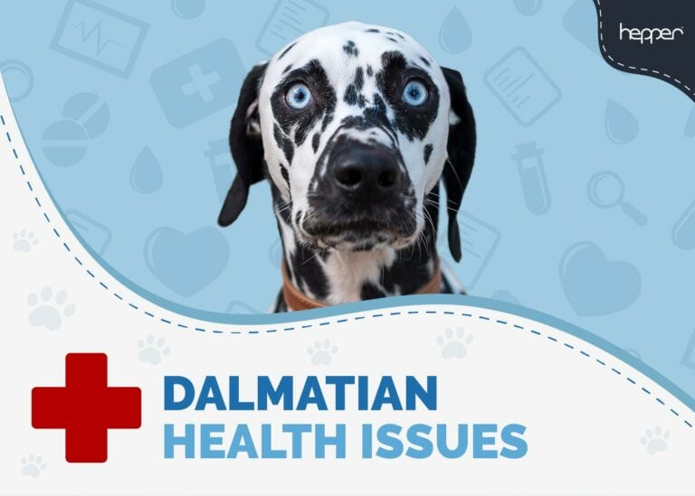 8 Common Dalmatian Health Issues to Watch Out For (Vet Answer) | Hepper ...