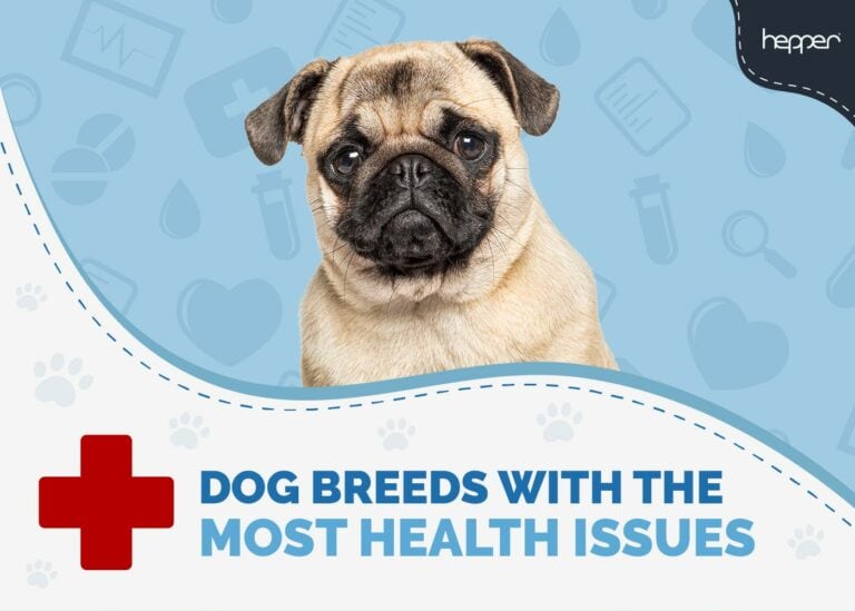 25 Unhealthiest Dog Breeds (With the Most Health Issues): Vet-Reviewed ...