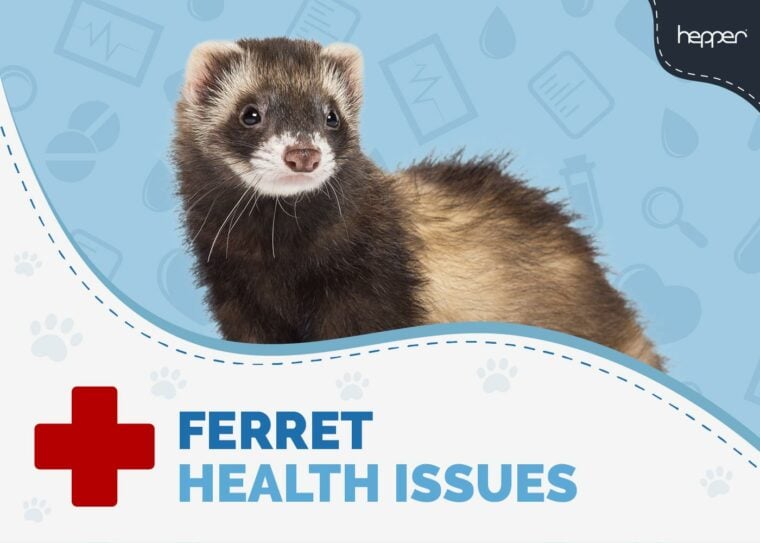 6 Common Ferret Health Problems to Watch For (Vet Answer) | Hepper Pet ...