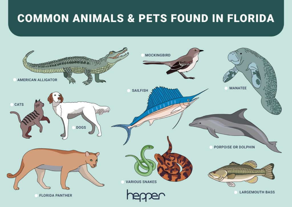 How Pet-Friendly Is Florida in 2025? Animal Shelters, Pet Welfare ...