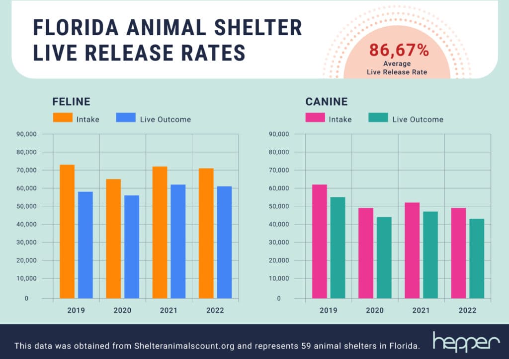 How Pet-Friendly Is Florida in 2025? Animal Shelters, Pet Welfare ...