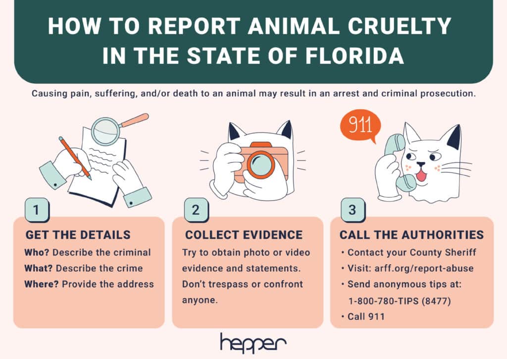 How Pet-Friendly Is Florida in 2025? Animal Shelters, Pet Welfare ...