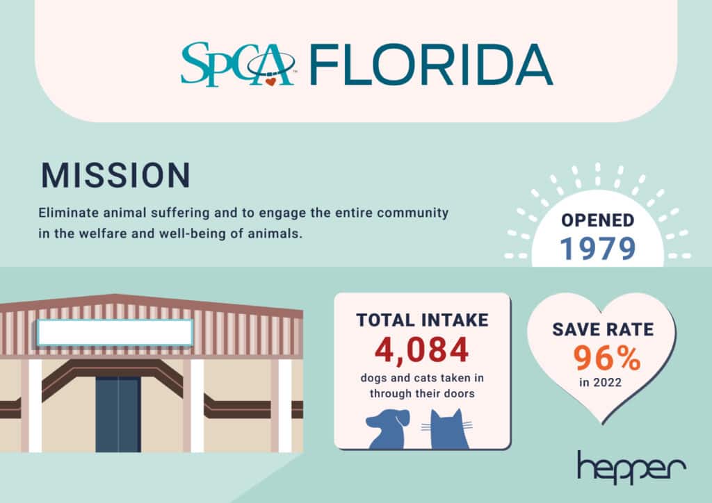 How Pet-Friendly Is Florida in 2025? Animal Shelters, Pet Welfare ...