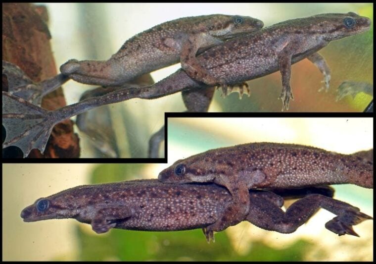 How Do African Dwarf Frogs Mate? Vet Reviewed Reproduction Explained ...