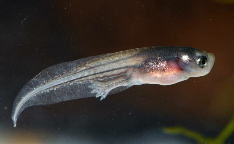 How Do African Dwarf Frogs Mate? Vet Reviewed Reproduction Explained ...