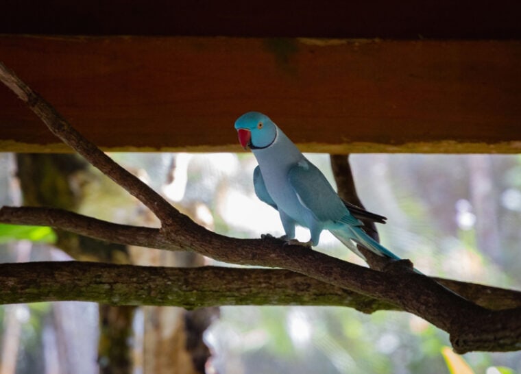 How Long Do Ringneck Parrots Live: Average Lifespan, Data & Care | Hepper Pet Resources