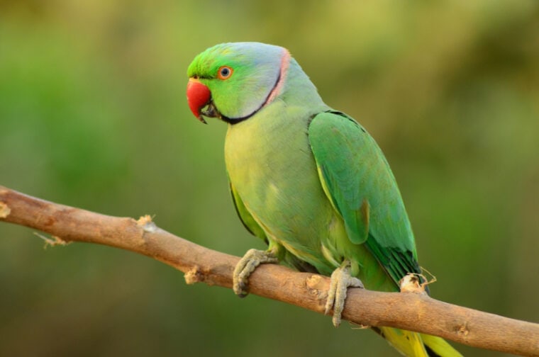 17 Vet-Approved Parakeet Facts | Hepper Pet Resources