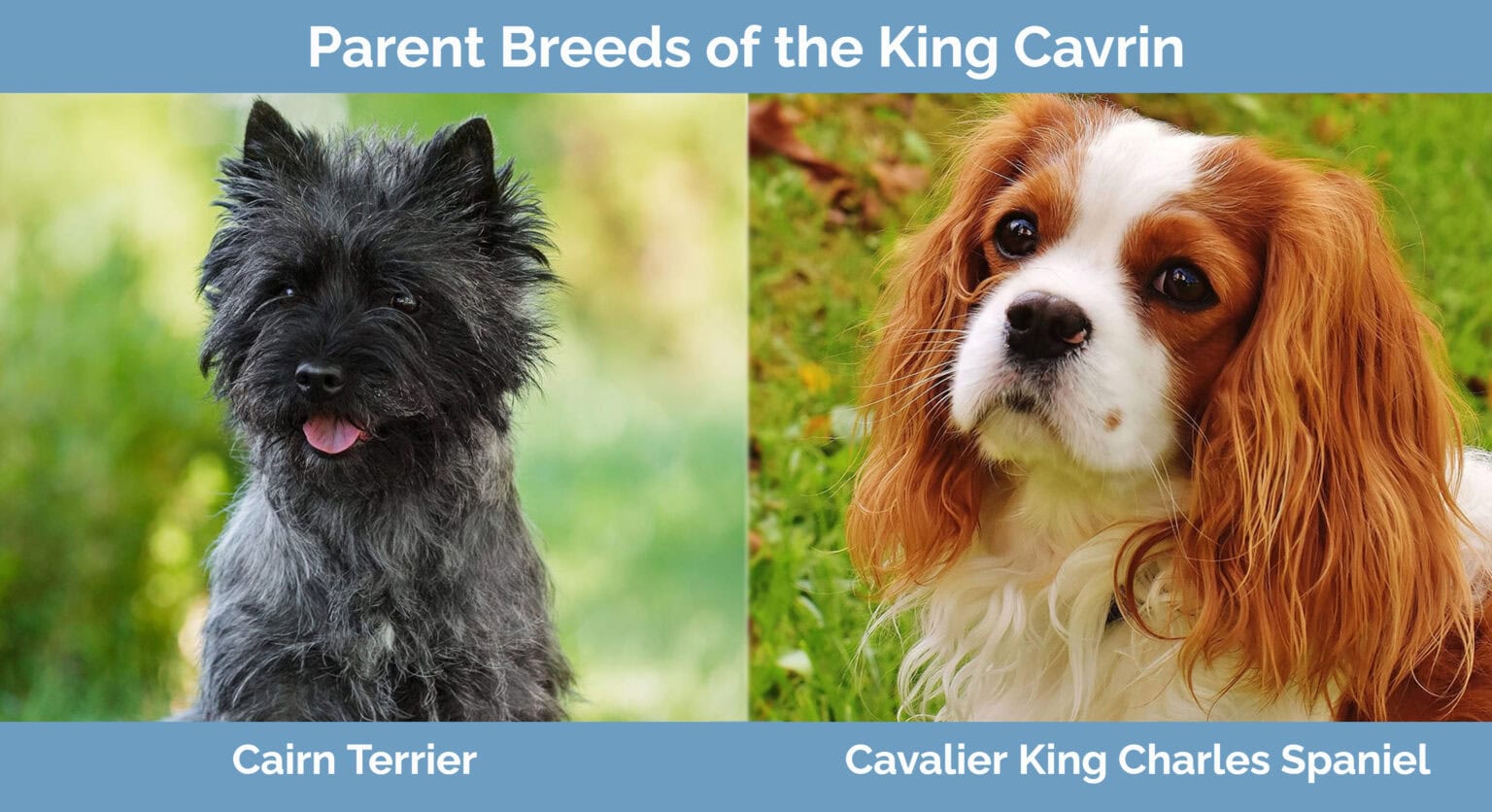 16 Cairn Terrier Mixes: Info, Facts, Origin & History (With Pictures ...