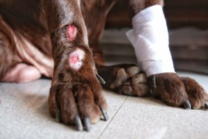 Lick Granuloma in Dogs: Causes, Signs, and Treatments (Vet Answer ...