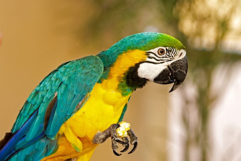 Do Macaws Make Good Pets? Vet-Reviewed Pros & Cons | Hepper Pet Resources