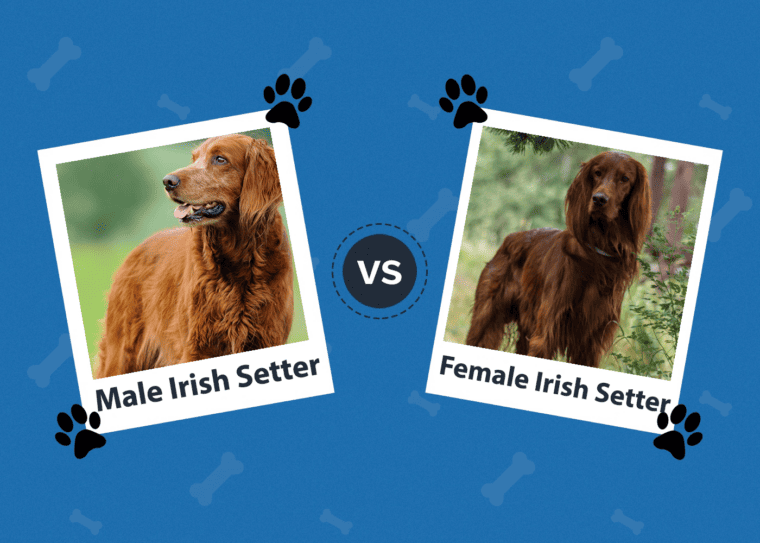 Male vs. Female Irish Setter: The Key Differences (With Pictures ...