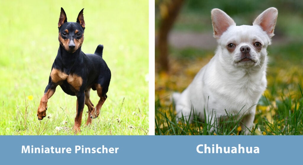 Miniature Pinscher vs. Chihuahua: The Main Differences (With Pictures ...